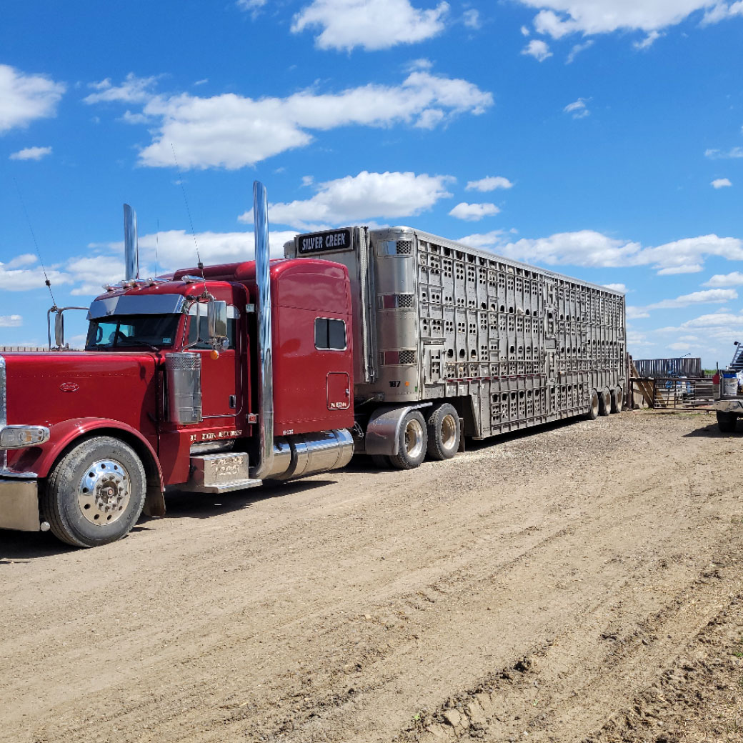 Transport – Prairie Lamb Co-Op